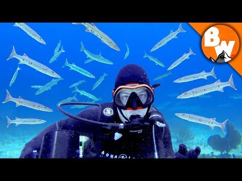 Surrounded by Razor Toothed Barracuda!