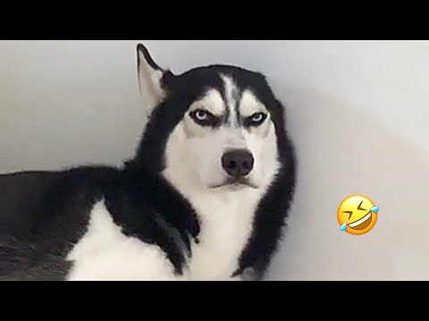FUNNIEST Huskies | Normal dogs vs Huskies🤣 | 10 Minutes Best Videos | Part 11
