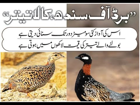 Black Francolin | Francolinus francolinus | Kaala Teetar | Black ...