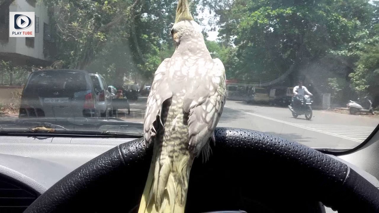Cockatiel Bird (Parrot) is Driving a Car and See What Happens - YouTube