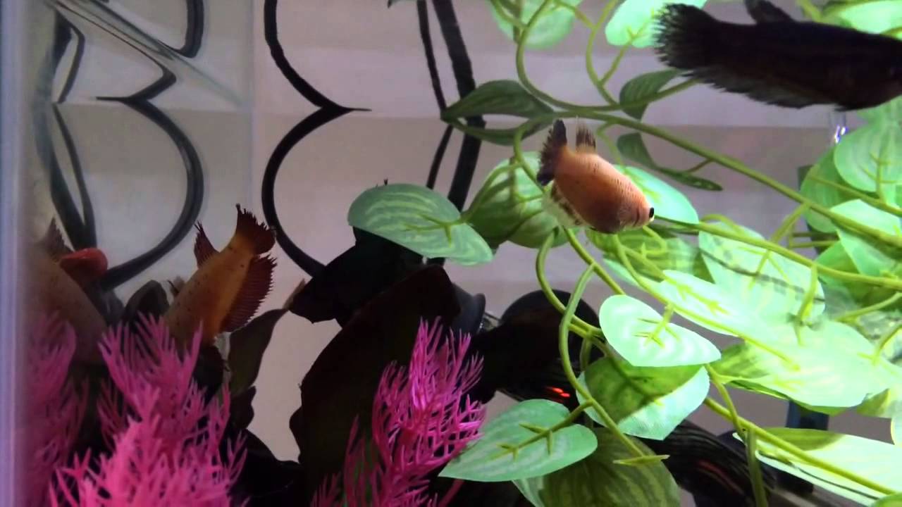 Bettas - YouTube