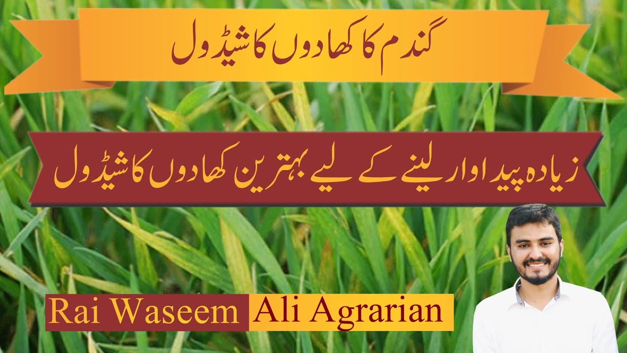 wheat fertilizer plan| Dap fertilizer potash fertilizer and urea ...