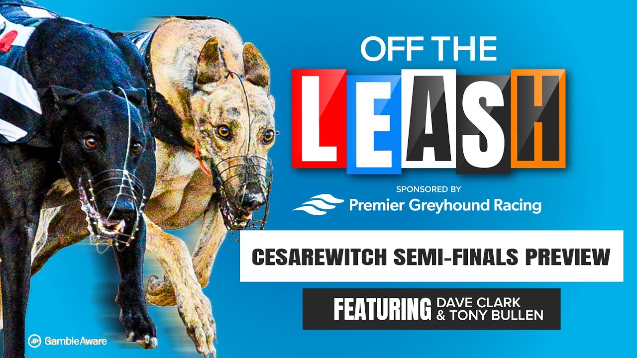 Cesarewitch Semi-Finals Preview | Off The Leash | Greyhound Tips ...