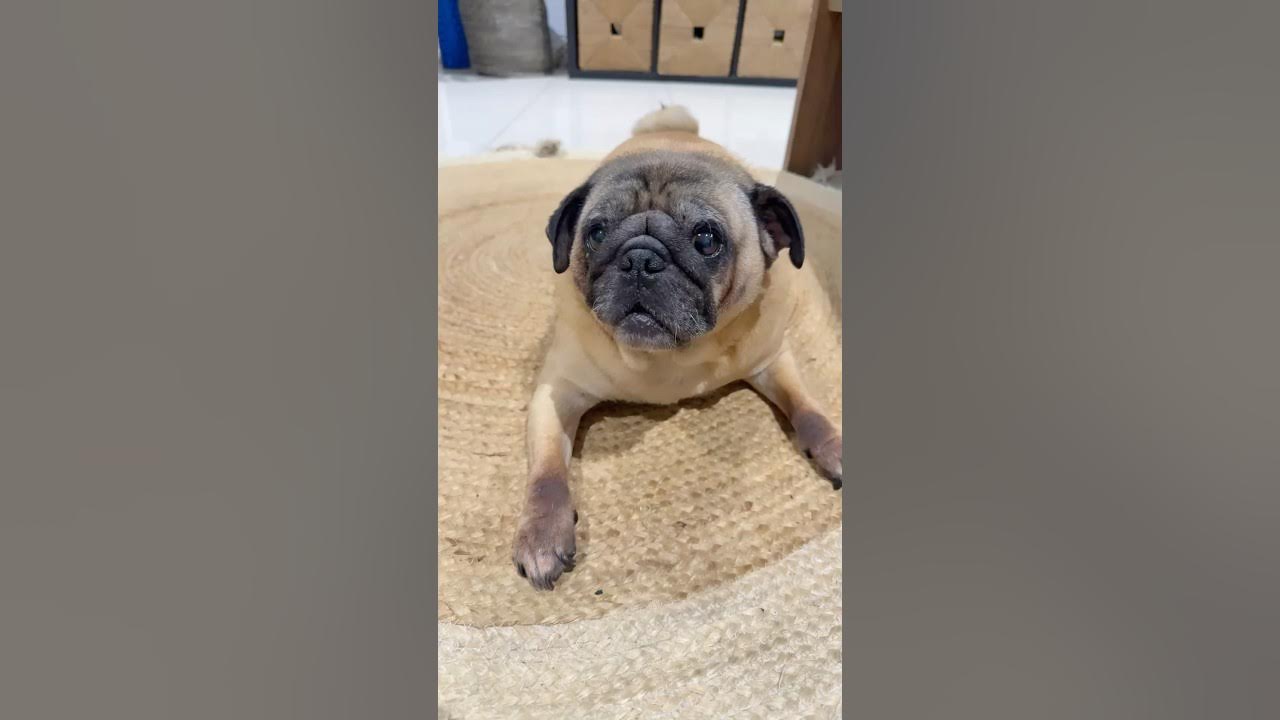 Your not my mother 😍😌 #funny #cute #pets #pug #doggo - YouTube
