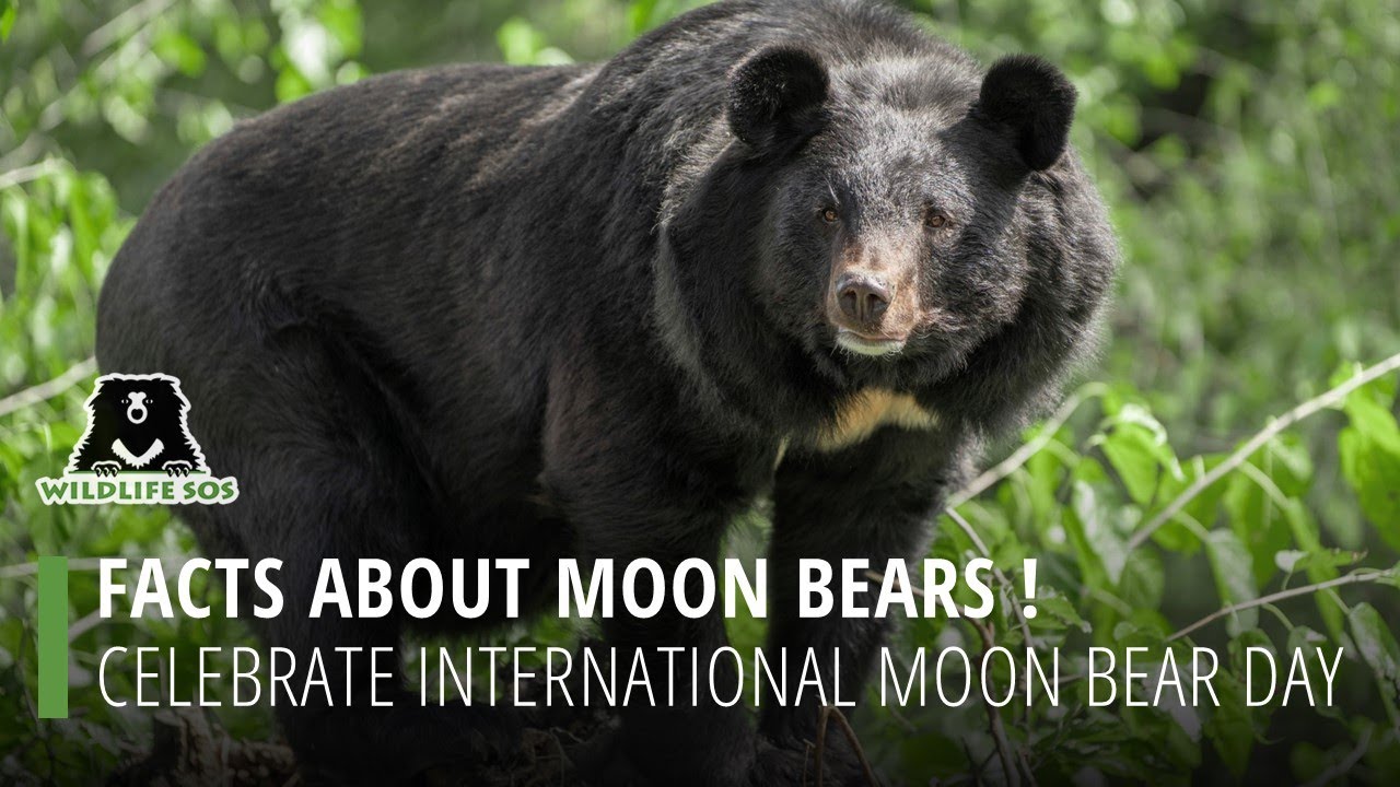 Facts About Moon Bears: Celebrate International Moon Bear Day! - YouTube