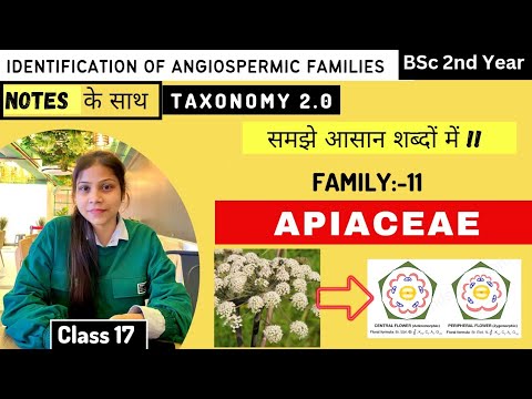 Apiaceae Family 🥕|| Floral diagram and formulas || Taxonomy || Economic ...