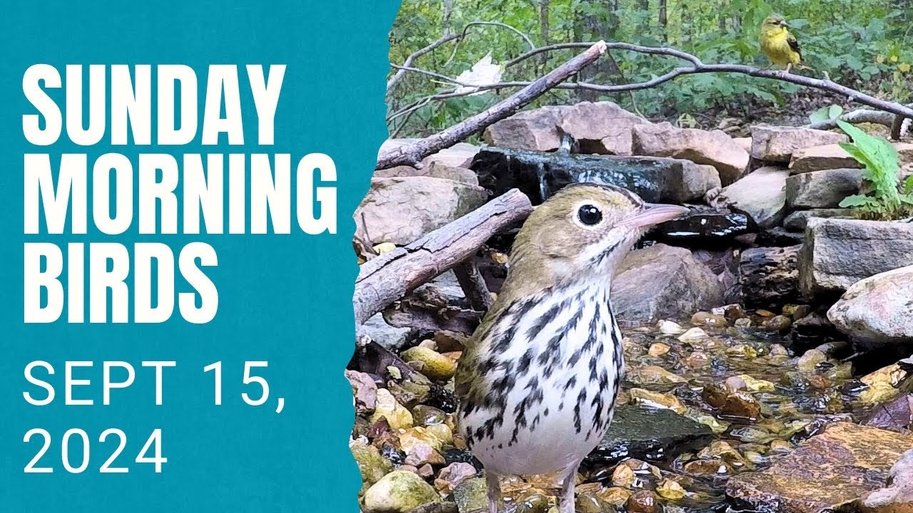 Sunday Morning Birds: Close Ups & New Arrivals - YouTube