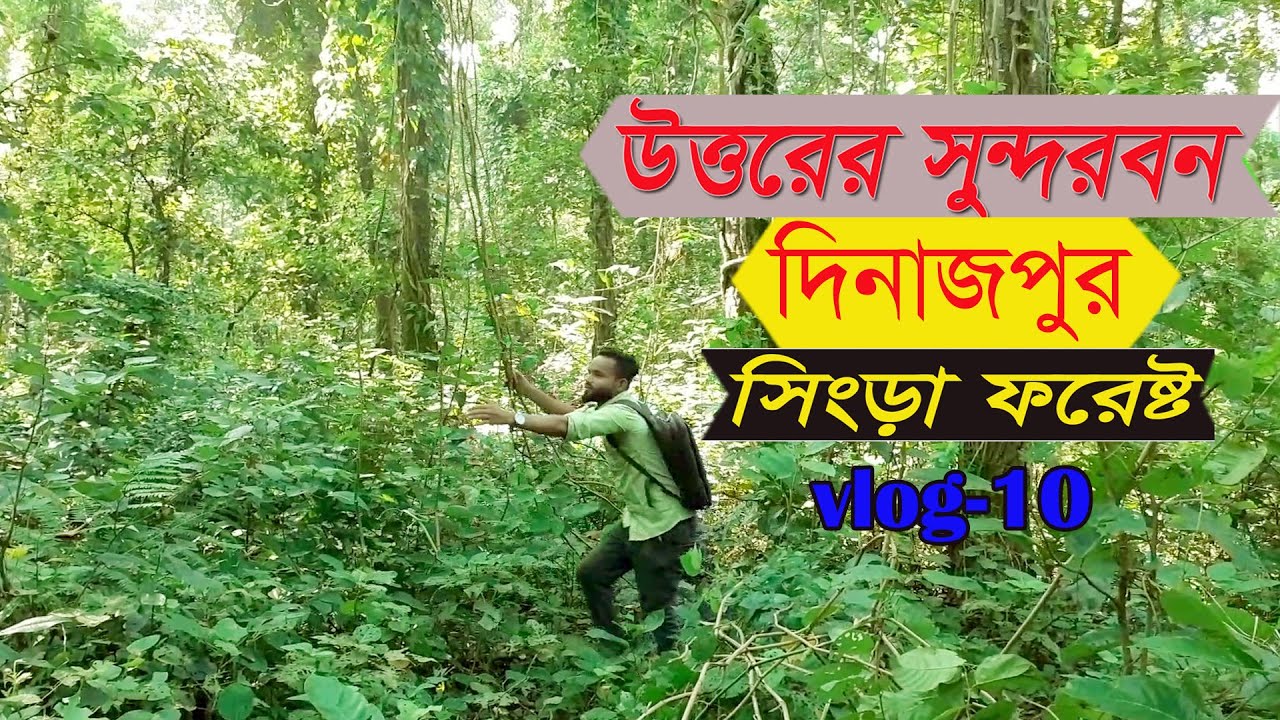 উত্তরের সুন্দরবন সিংড়া ফরেষ্ট ।সিংড়া শালবন ।Singra Forest In Dinajpur ...