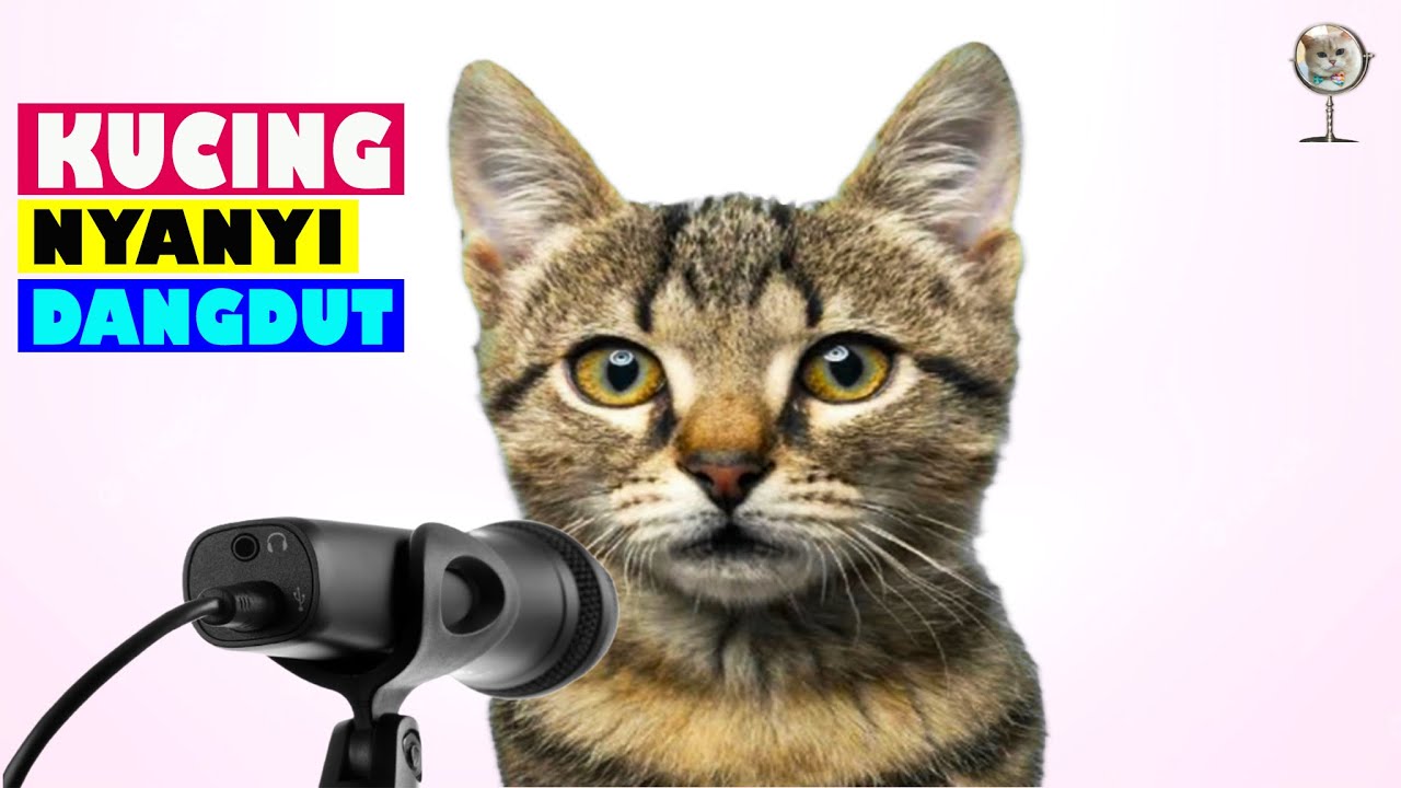 VIDEO KUCING NYANYI LAGU DANGDUT MERDU - YouTube