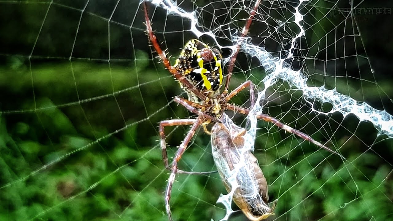 Giant Spider Attack | Spider Hunt | Spider Eating | Spider Scene ...