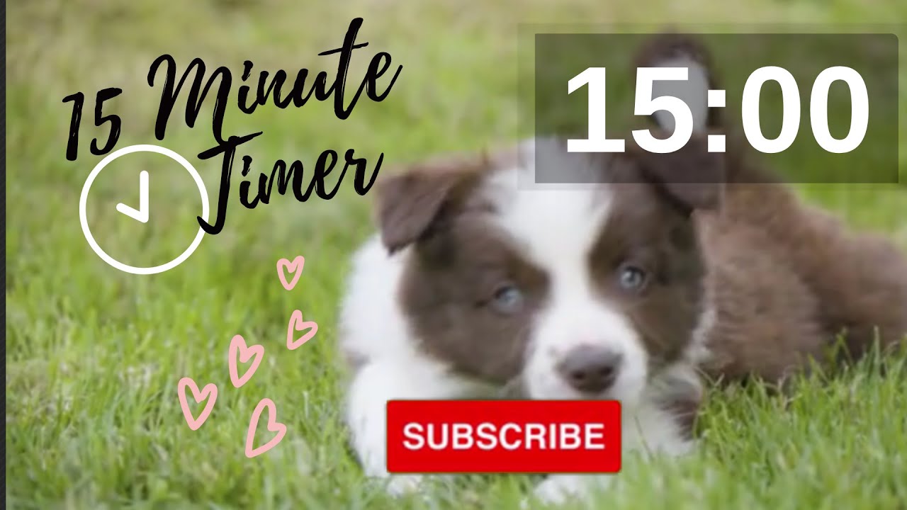 15 Minute Puppy Countdown Timer #Countdown, #Timer, #15Minute, #Puppies ...