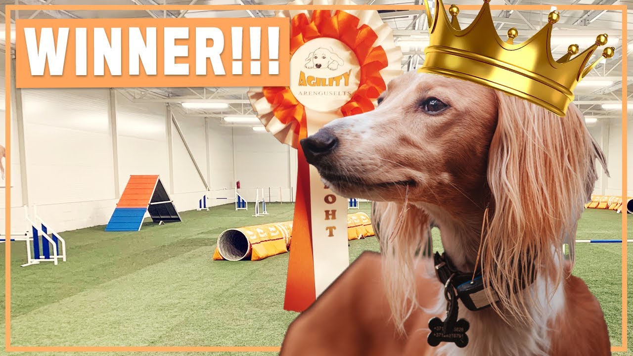 SALUKI wins his first AGILITY AWARD - YouTube