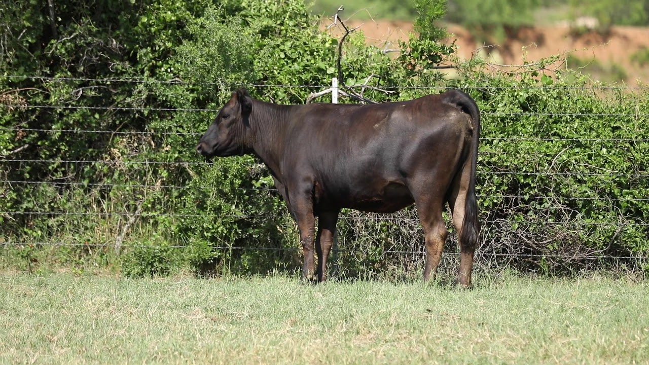 Davis Tag 220 - YouTube