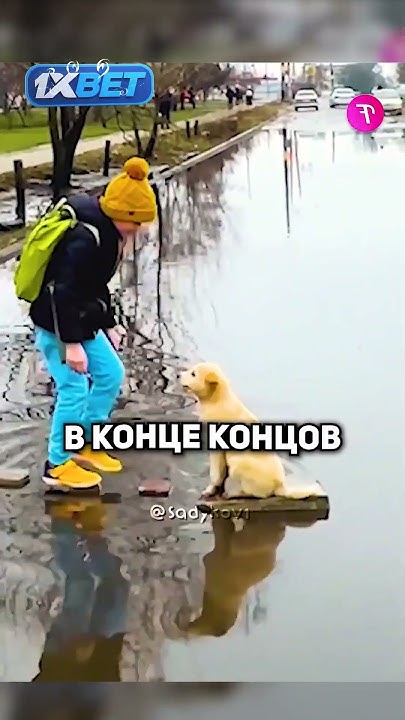 🥺ДЕВОЧКА спасла ЩЕНКА Youtube