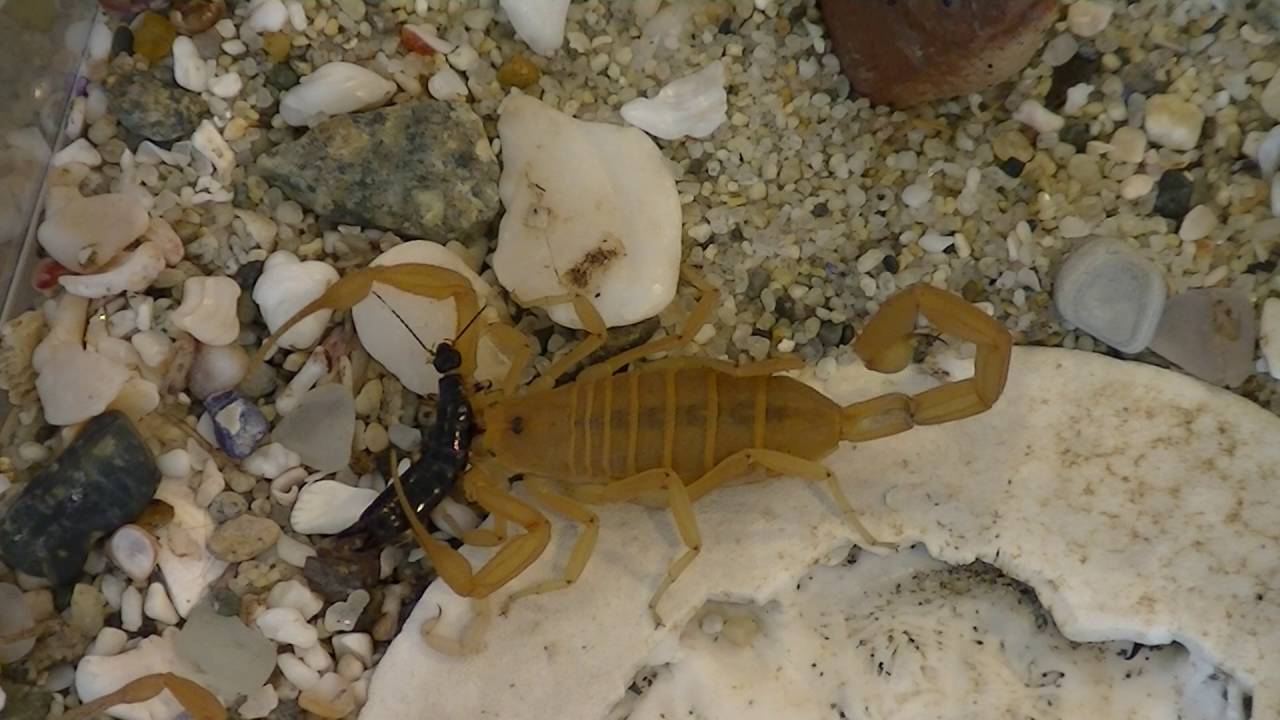 Bark Scorpions Eating - YouTube