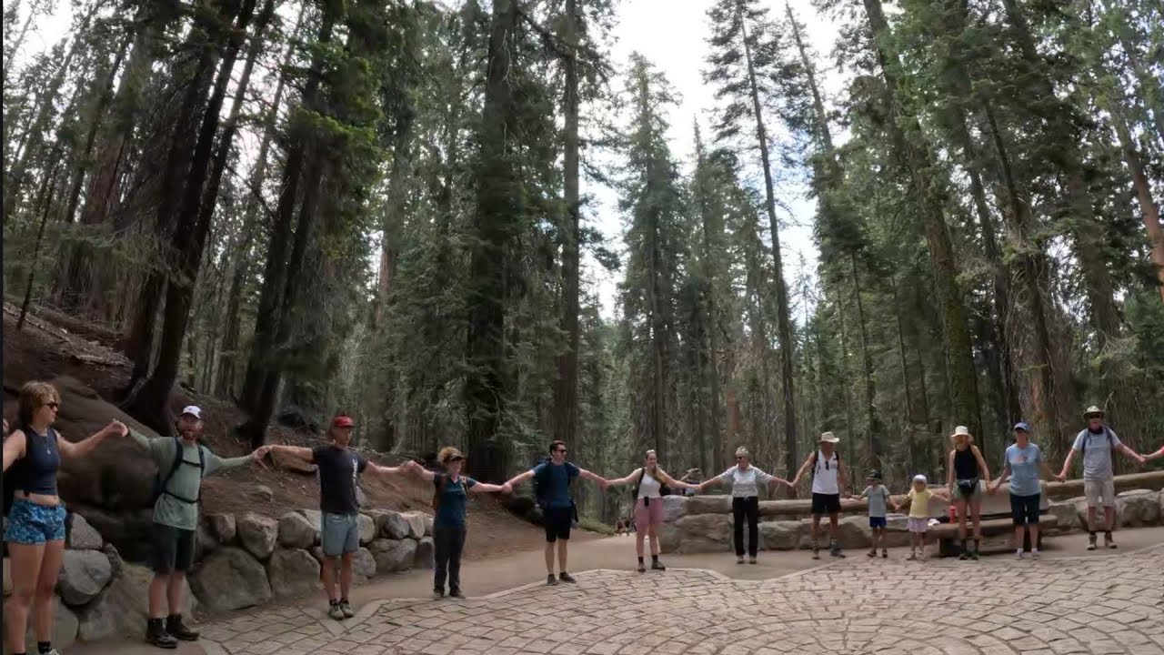 It Takes 27 People With Arms Fully Extended To Hug A Sherman Tree In ...