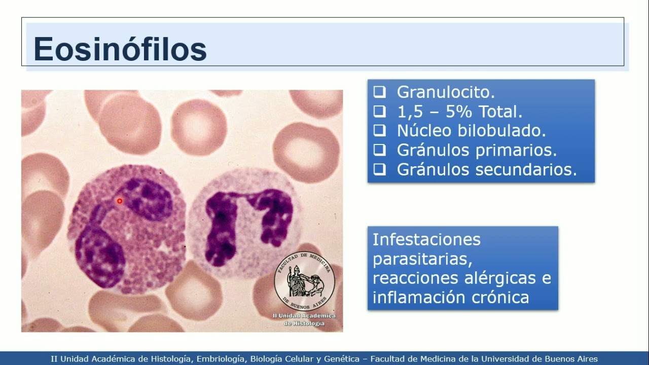 VIDEHISTO #13 | Tejido sanguíneo - Frotis de sangre - YouTube