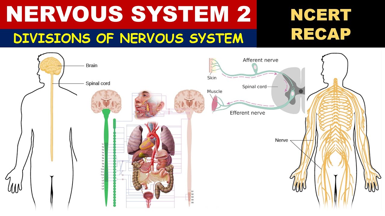 Nervous system NCERT 2 | Divisions of nervous system | CNS | PNS ...