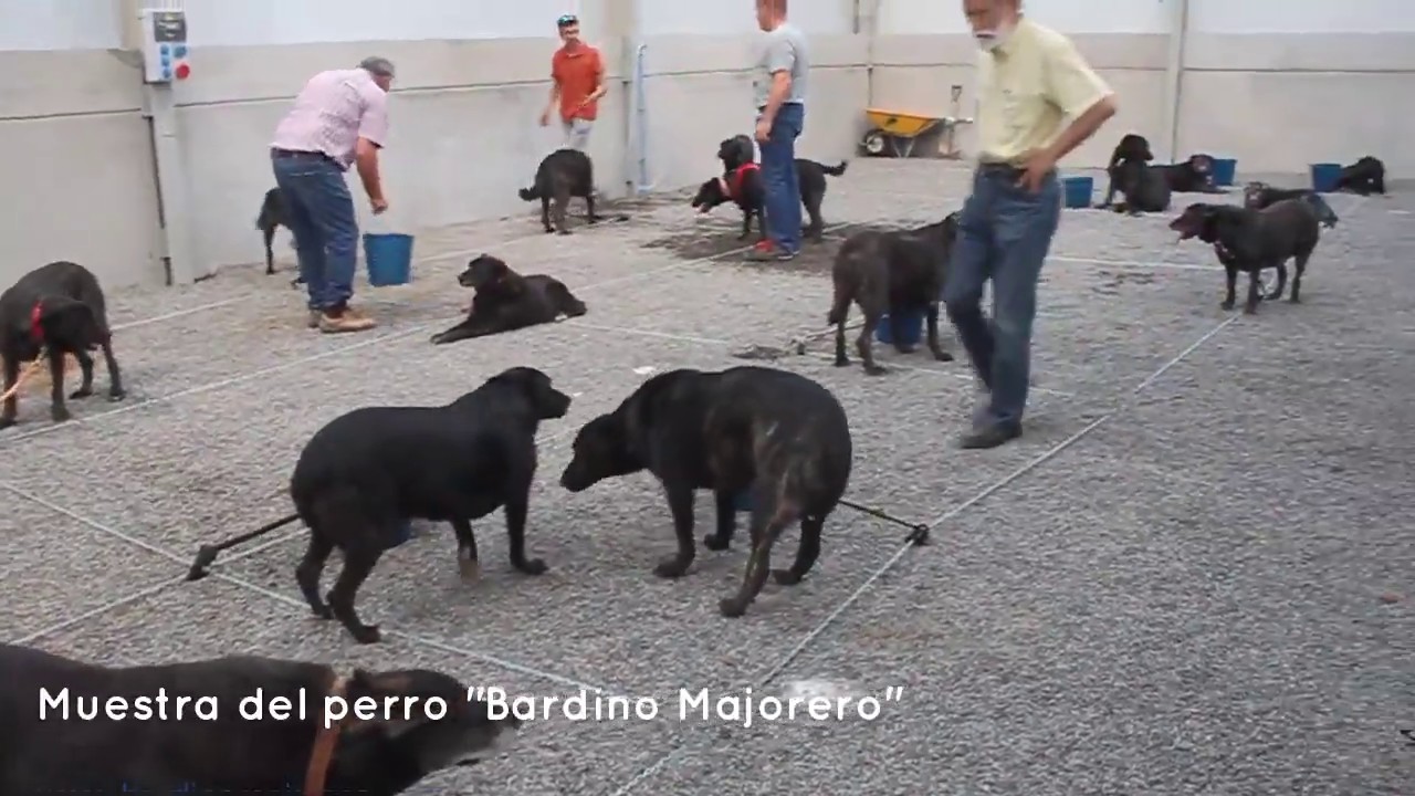 Muestra del perro "Bardino Majorero" - YouTube