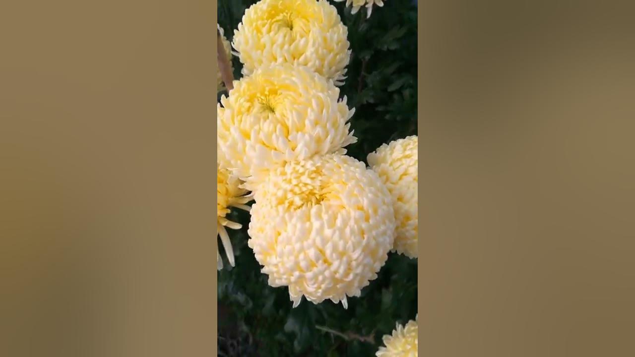 CHRYZANTEMY2022 KWIATY CIĘTE DONICZKOWE PIĘKNE URODZIWE JESIENNE KWIATY CHRYZANTEMY ZŁOCISTE ...