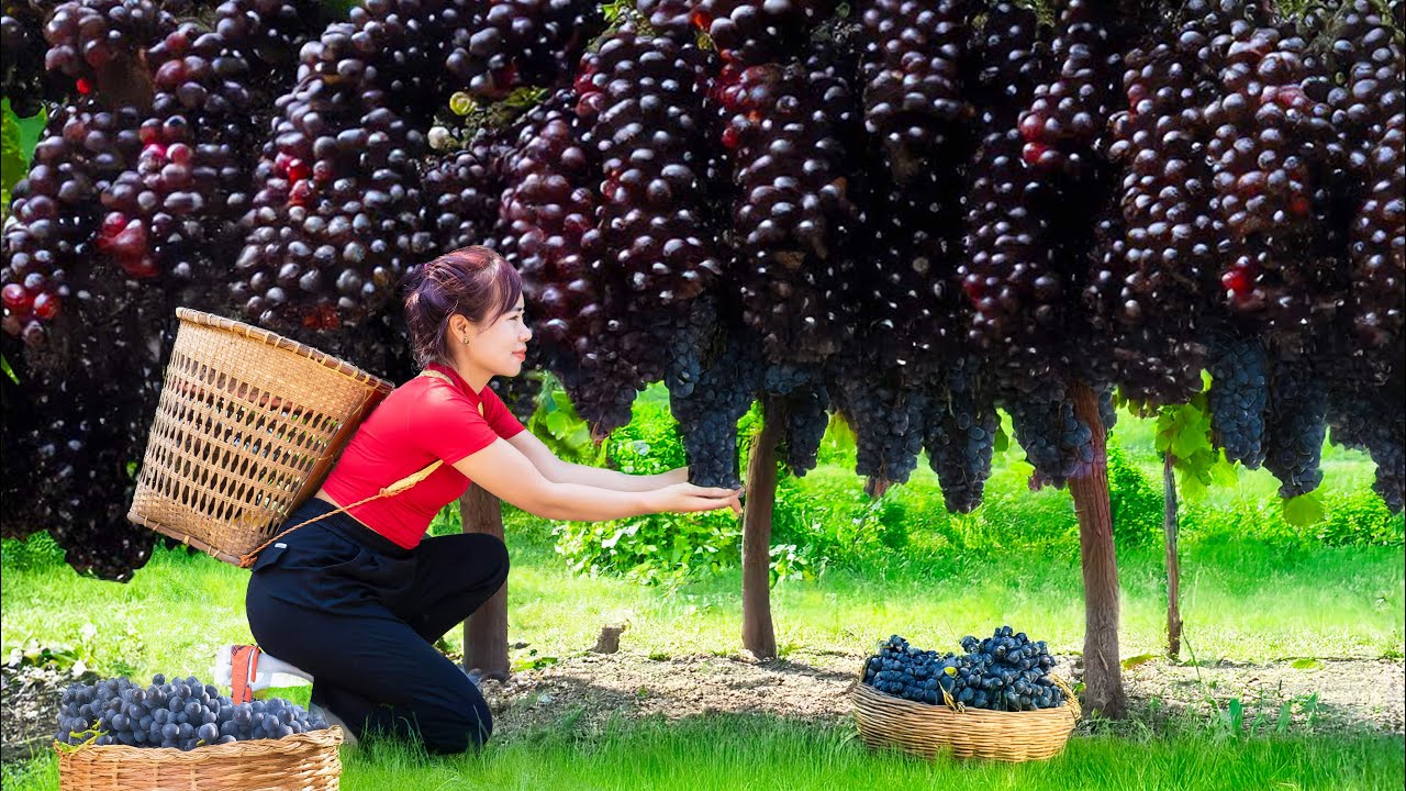 Living In Forest, Harvesting The DEVIL'S GRAPES Go to Market Sell ...