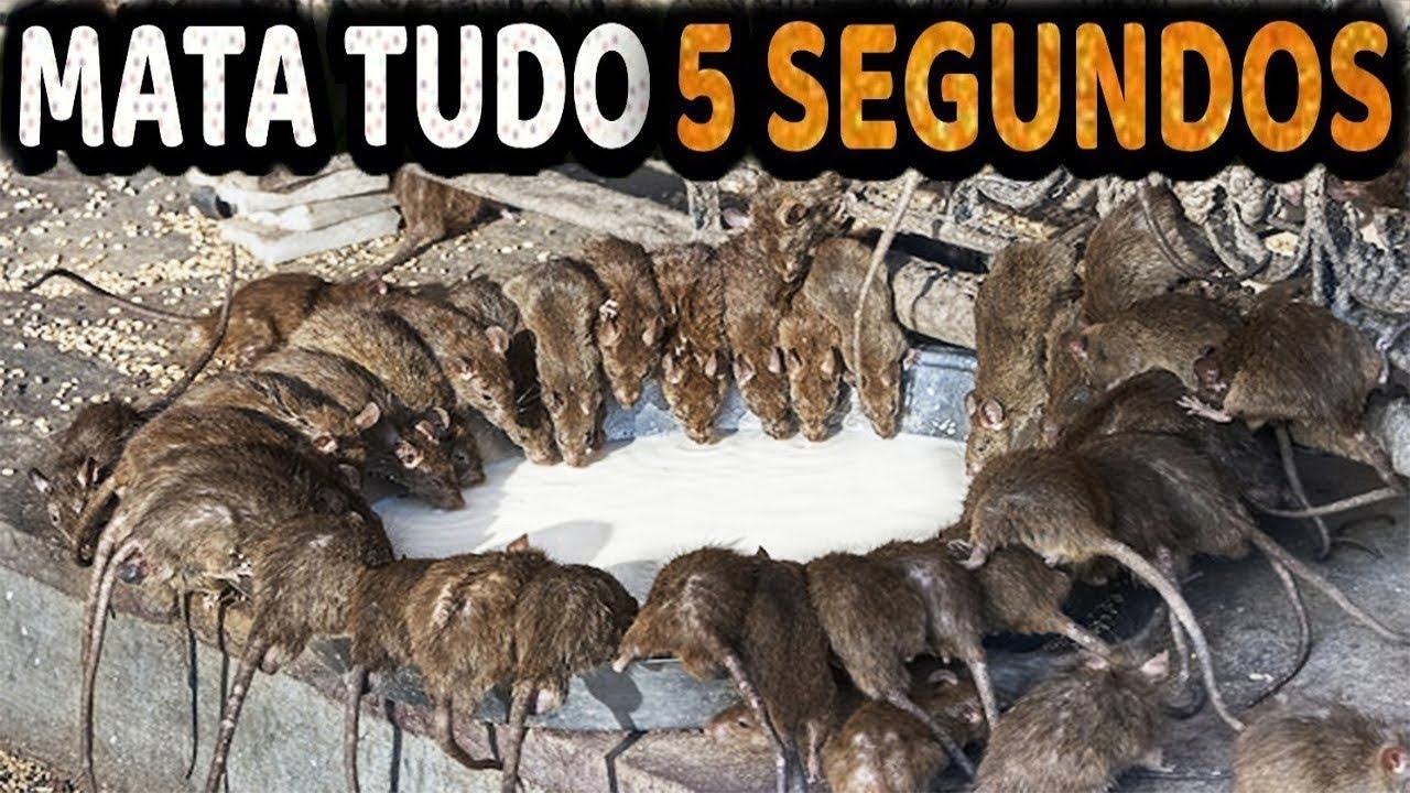 Como matar ratos instantaneamente sem veneno (Sem gastar nada) - YouTube