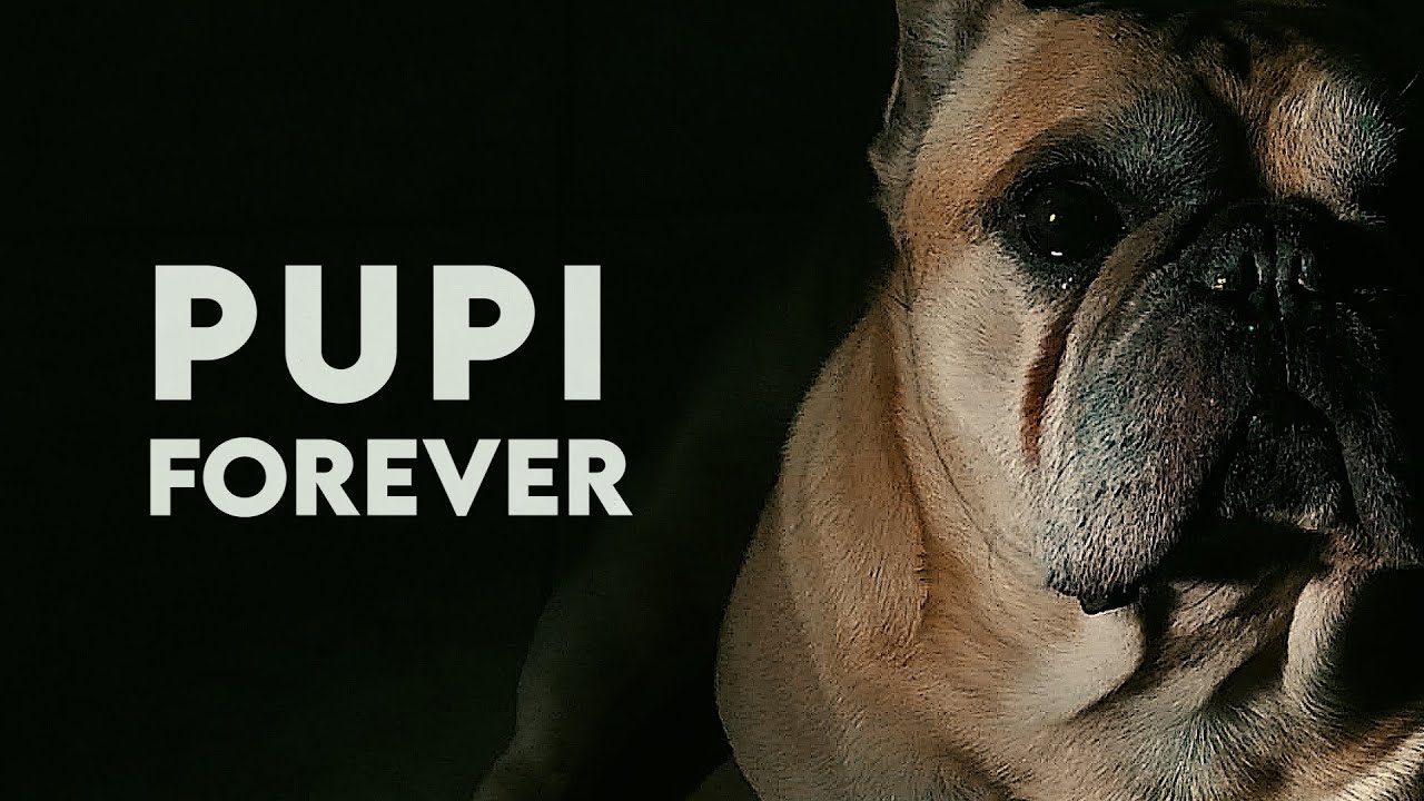 PUPI FOREVER - YouTube