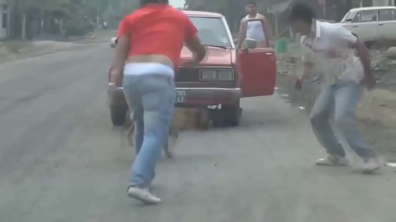 Animales atacando a personas #3 - YouTube