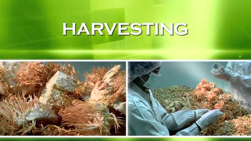 BioFact Life CorporateVideo.mp4 - YouTube