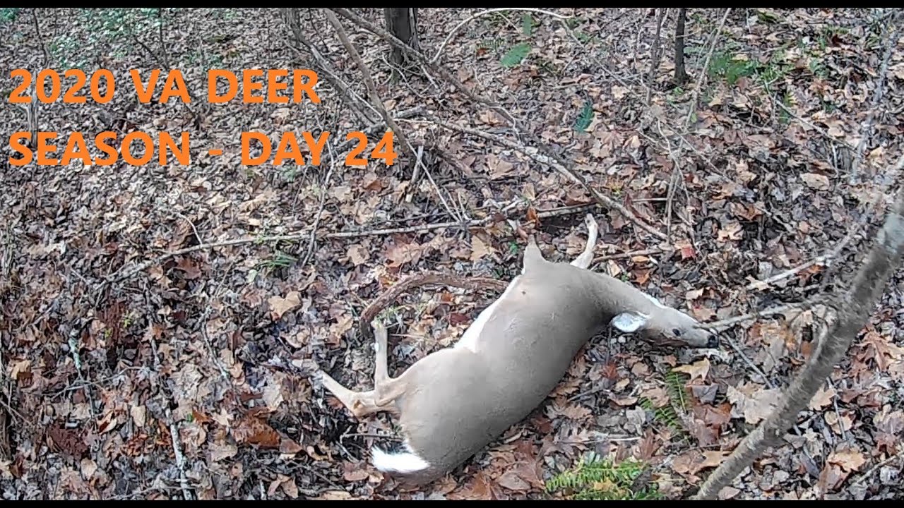 2020 VA DEER SEASON-DAY 24-DEER DRIVES WITH THE HUNT CLUB-HOT VA DOG ...