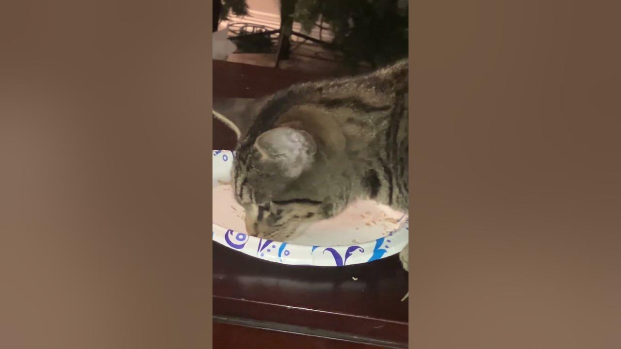 Truffles first taste of catnip! #kitten #catnip - YouTube