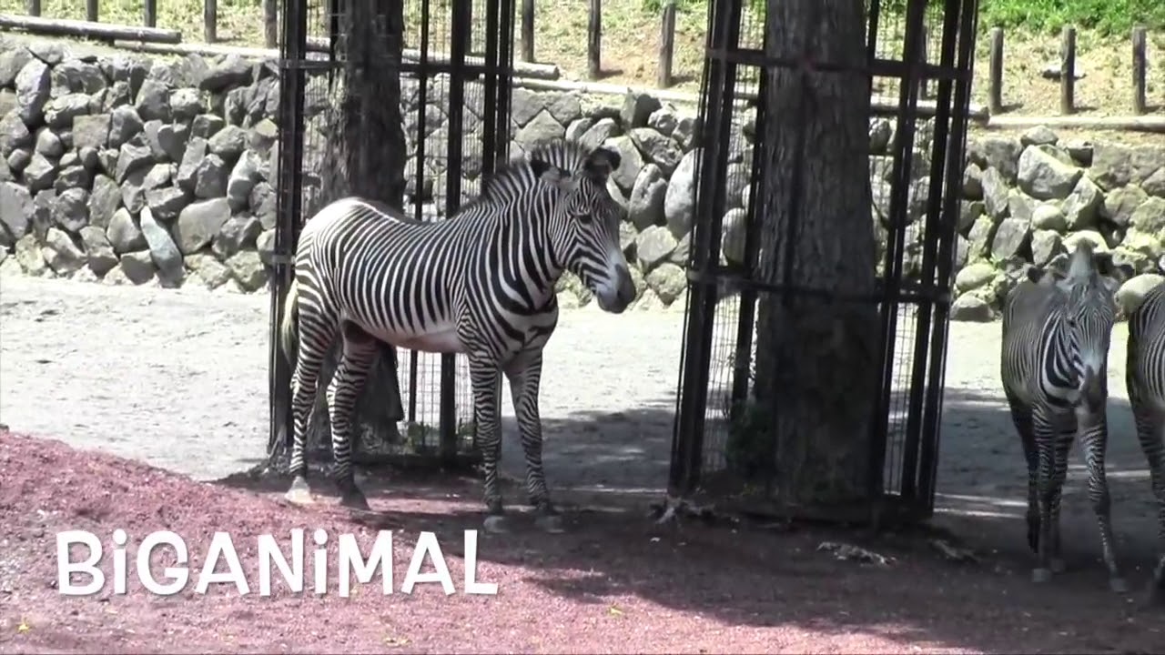 Zebra Mating In Zoo Big animal | Animals 2019 - YouTube