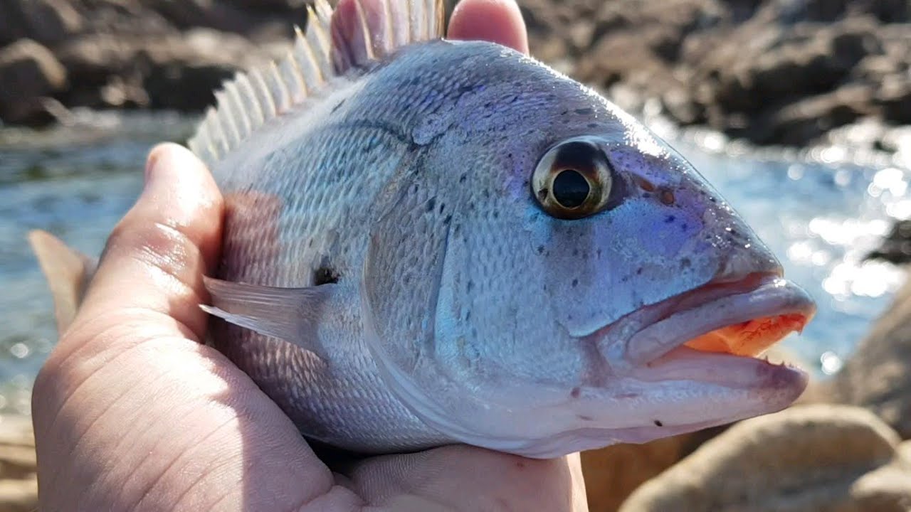 I PREDATORI DELLA SARDEGNA #5 - YouTube