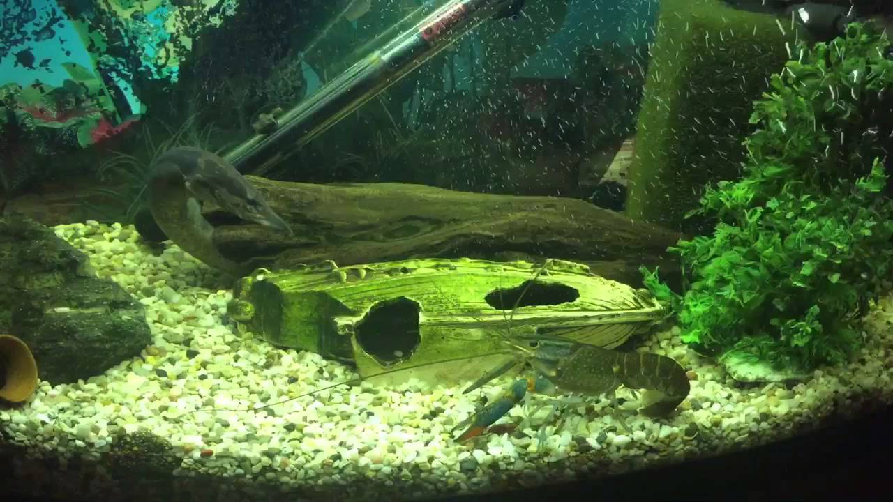 ungurys ir vezys - YouTube