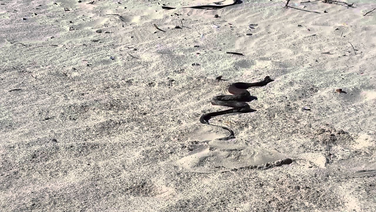 Cape Cobra on Hout Bay Beach - Video by Jeffrey Rink | Ecopsychology ...