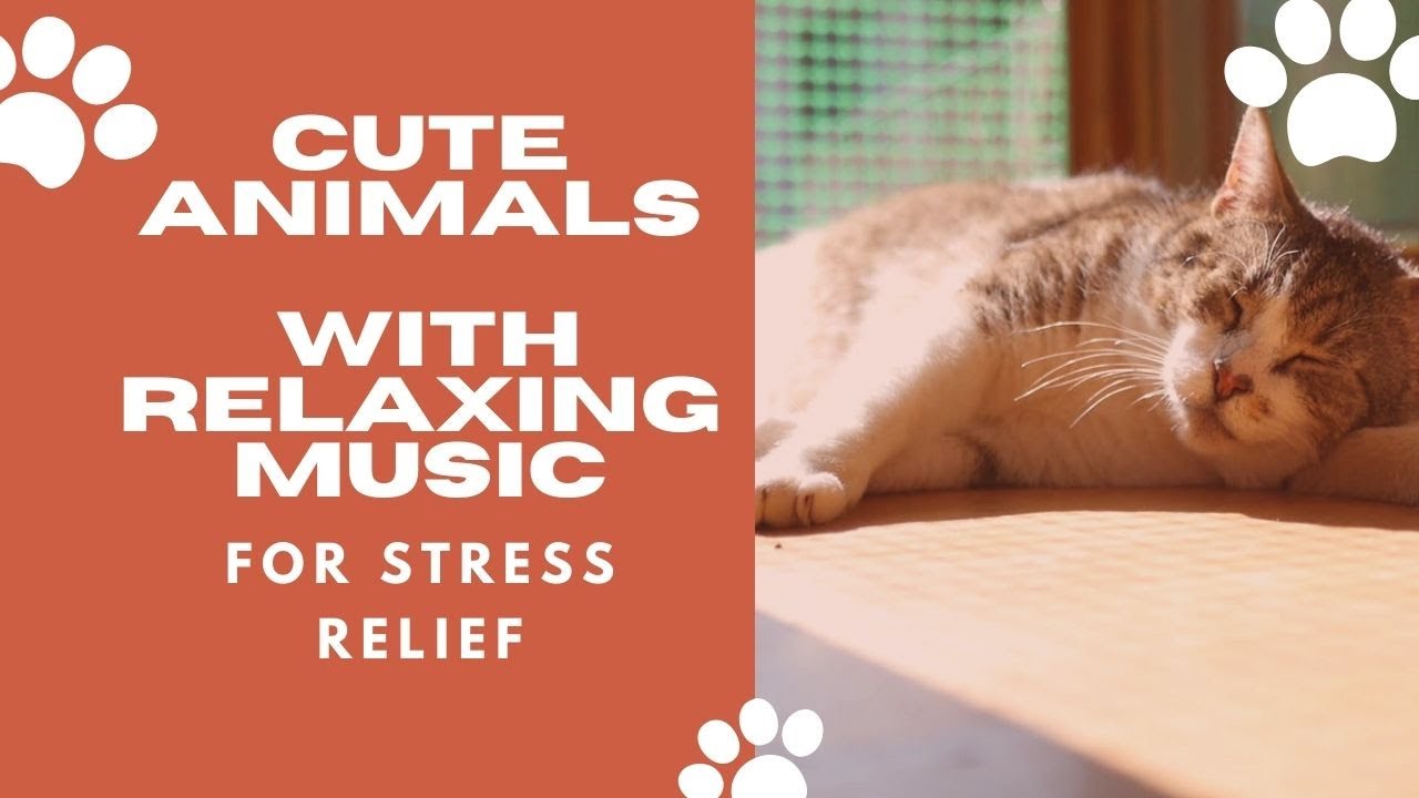 Cute Animals with Relaxing Music for Stress Relief - YouTube