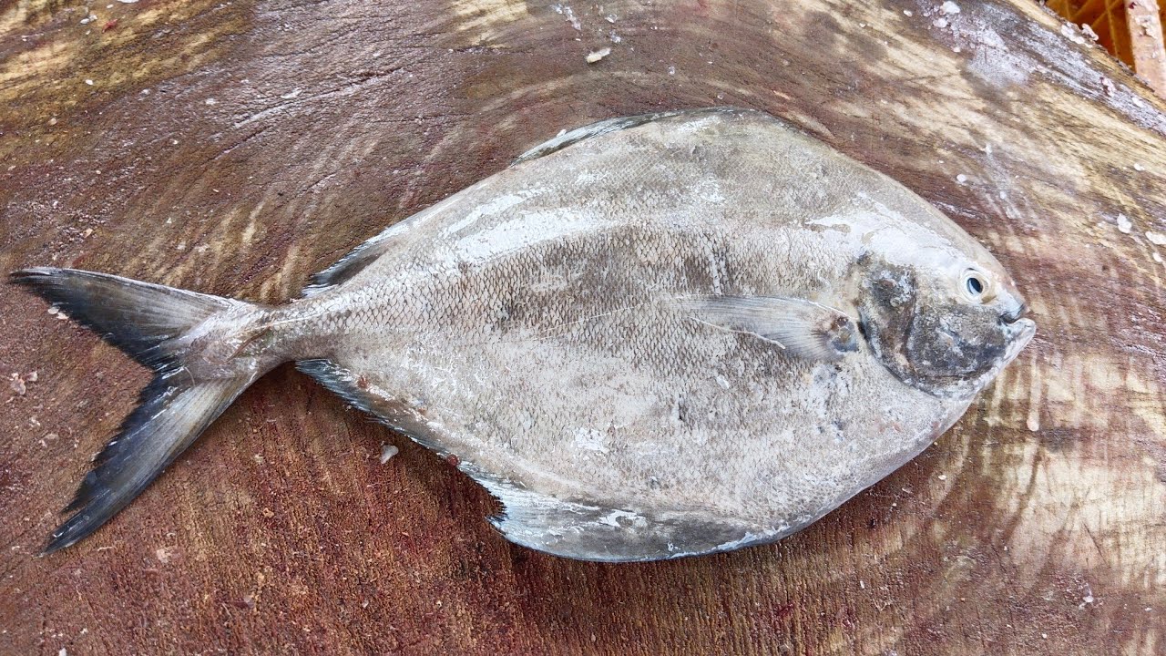 Karuppu Vavval fish cutting video/fishcuttingrs #fishcuttingrs #fish # ...