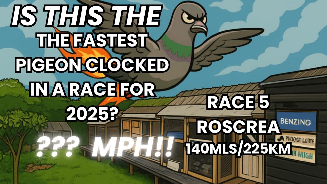 IS THIS THE FASTEST PIGEON RECORDED IN A RACE THIS YEAR IN THE UK ...