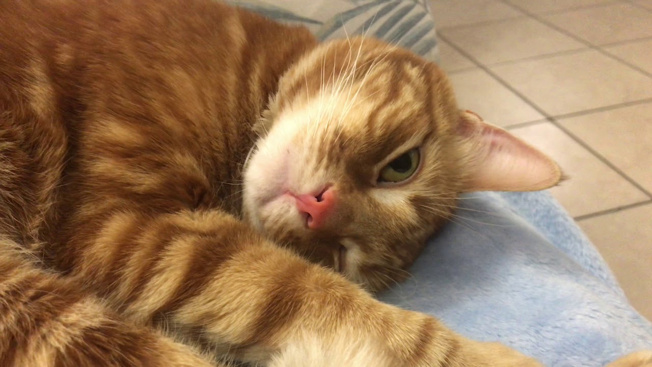 Passed out Cat | 고양이 기절 - YouTube