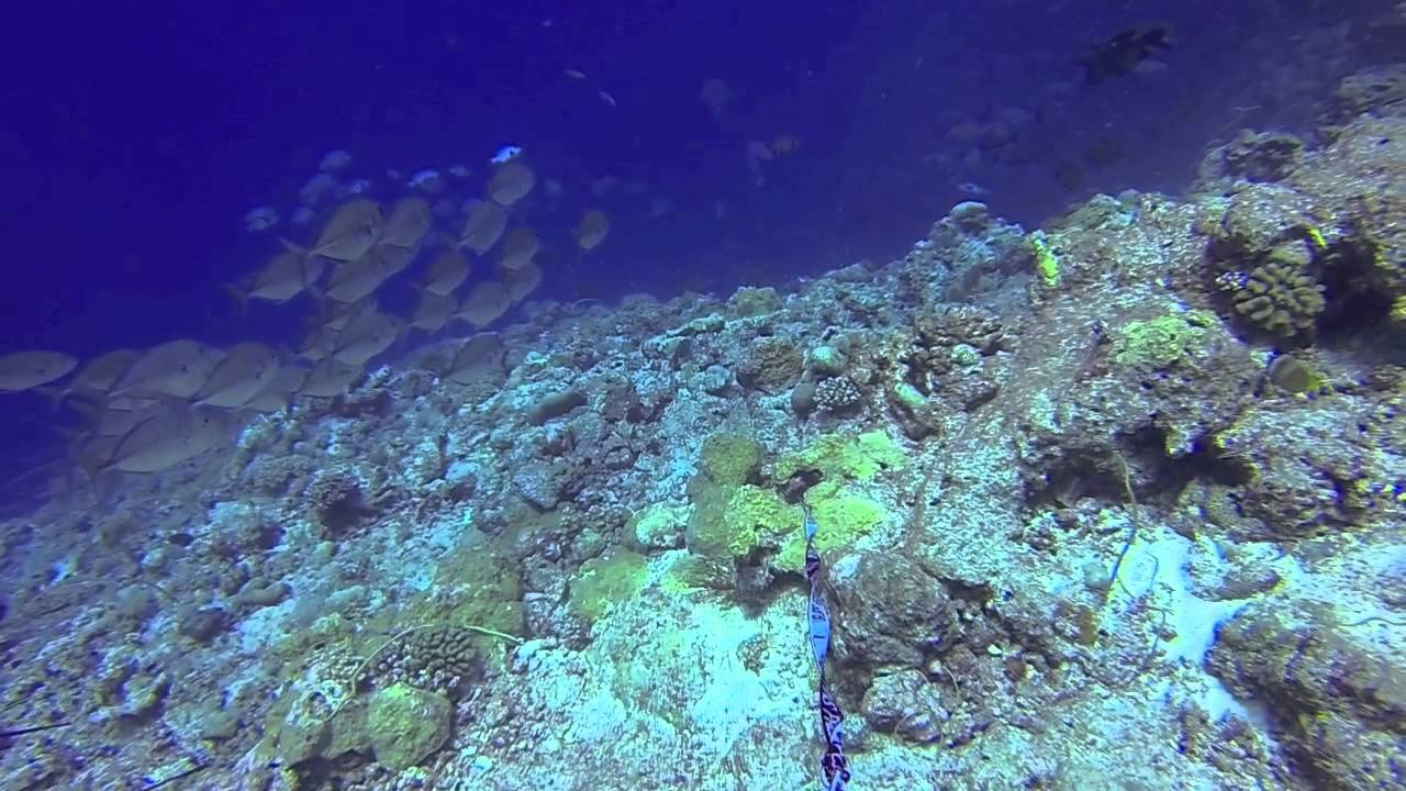 Sharks Blue Corner & New Drop Off Palau - YouTube