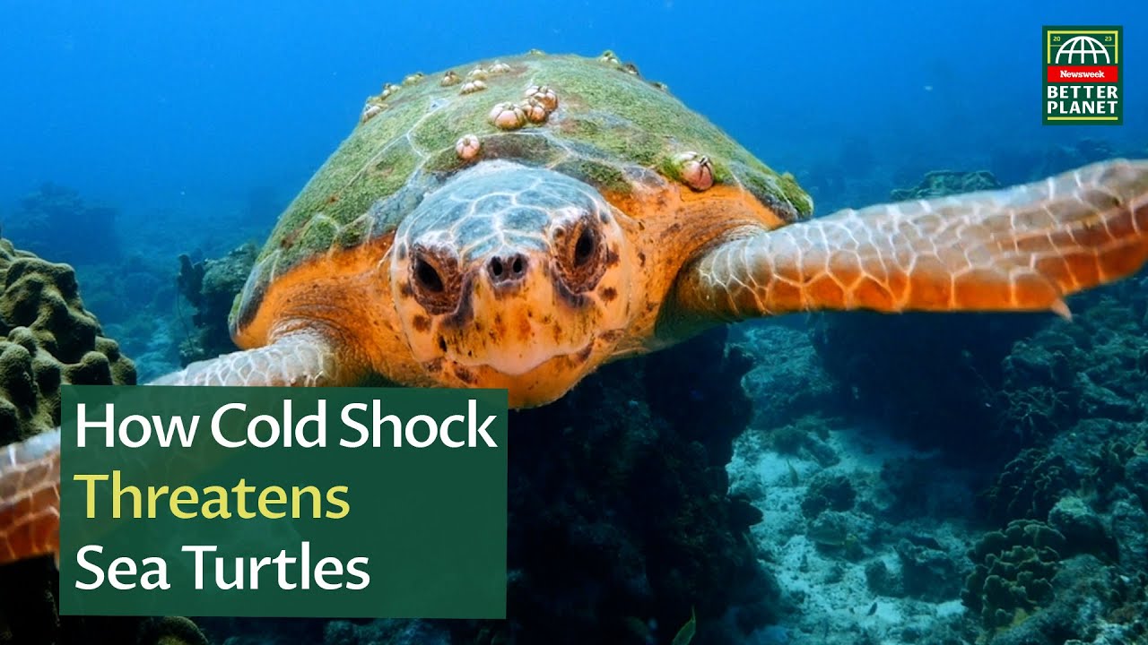 How Cold Shock Threatens Our Ocean's Sea Turtles - YouTube