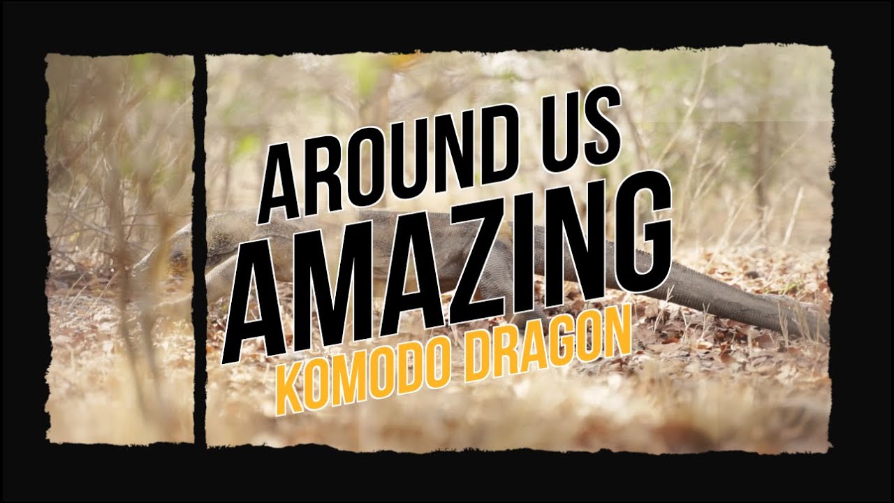"Amazing Komodo Dragon: The Giant Lizard of Legends" - YouTube