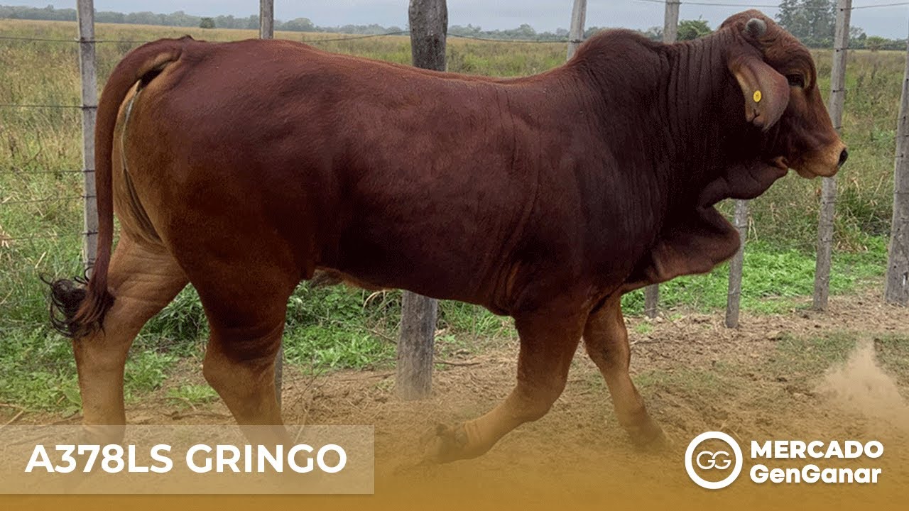 Toro Brahman Colorado A378LS Gringo - YouTube