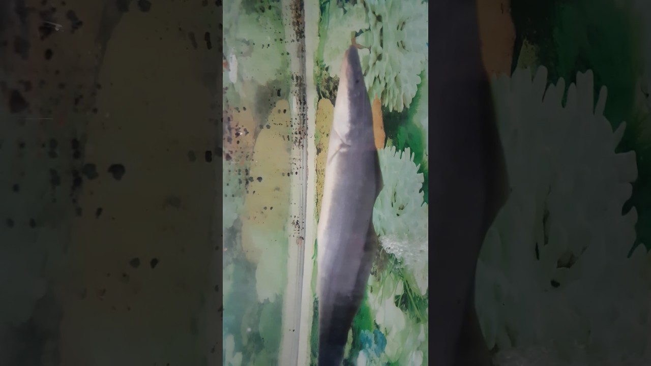 aba-aba knife fish feeding.. - YouTube
