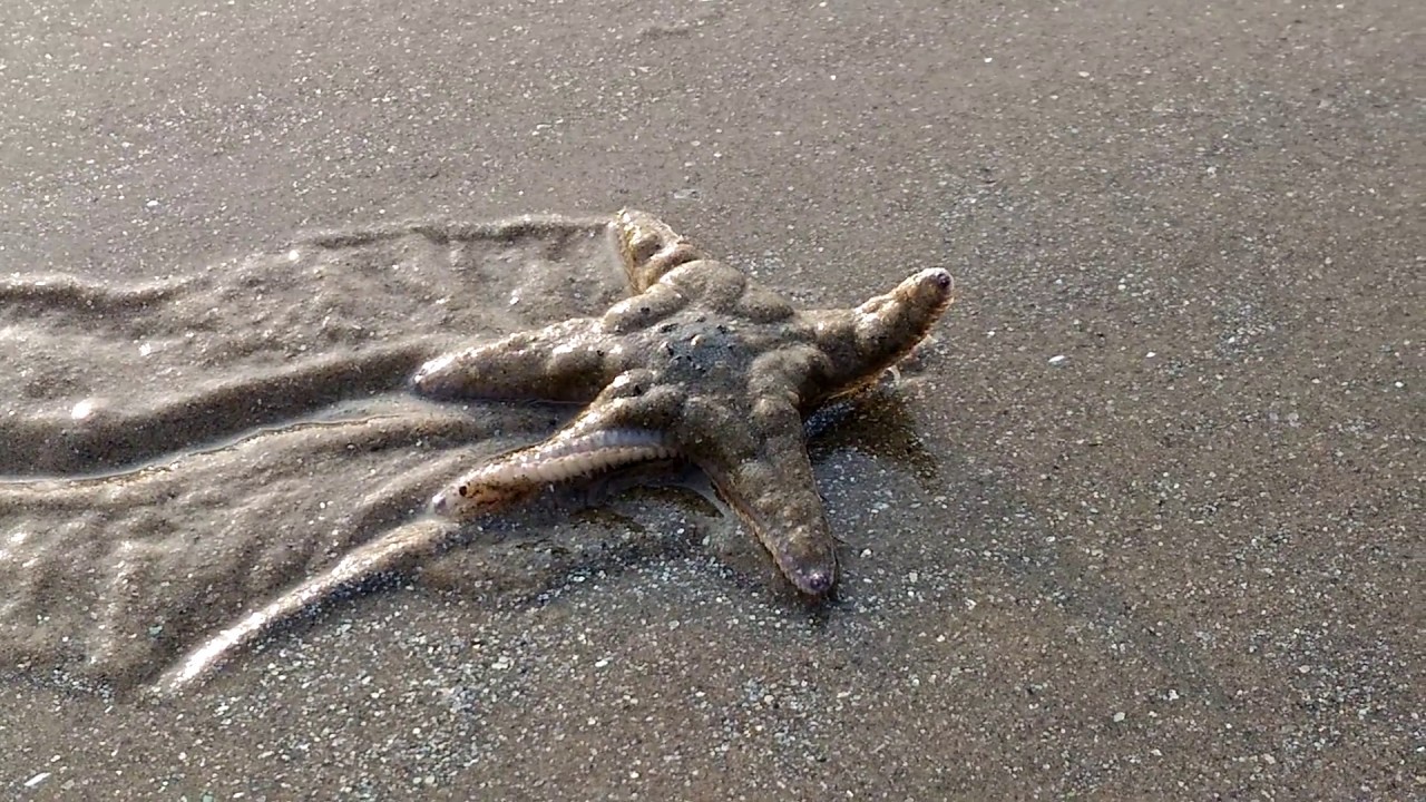 How starfish walk in beach just like a sand queen - YouTube