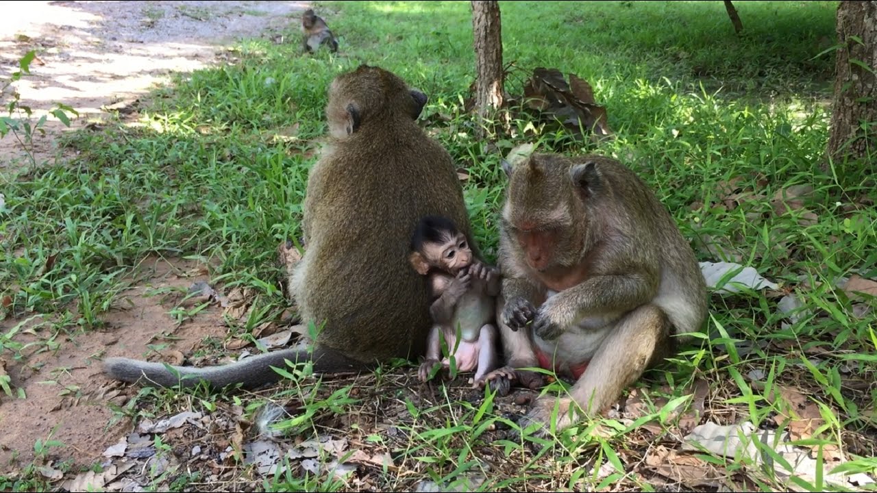 Nuclear Monkey Family Monkey Family Tree | Daily Monkeys Man #102 - YouTube