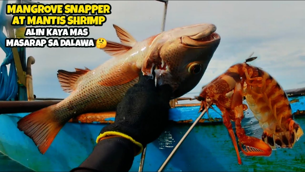 EP 414: MANGROVE SNAPPER AT MANTIS SHRIMP ALIN KAYA MAS MASARAP SA ...