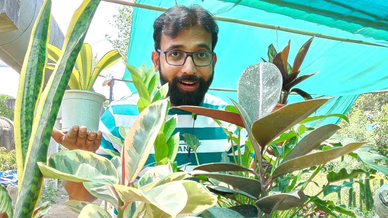 Easy To Grow Indoor Plants In Indian Homes Natural Indoor Plants With easy-to-grow-indoor-plants-in-indian-homes-natural-indoor-plants-with