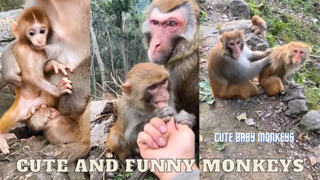 Side-Splitting Monkey Reactions to Jokes || COMPILATION VIDEOS 2K23 ...
