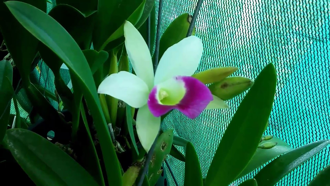 Blc Hawaii Stars 'Paradise' - YouTube